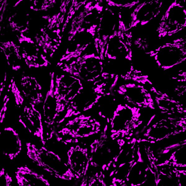 BioTracker 633 Red Mitochondria Dye | SCT137